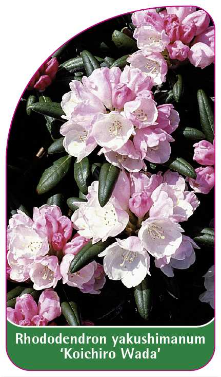 Rhododendron yakushimanum 'Koichiro Wada', 68 x 120 mm - Etiketten-Becker